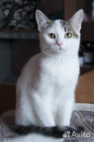 Нежная кошечка Ася в добрые руки