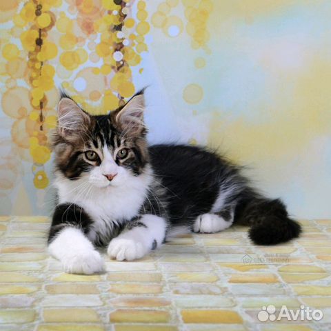 Котик мейн-кун дивный малыш