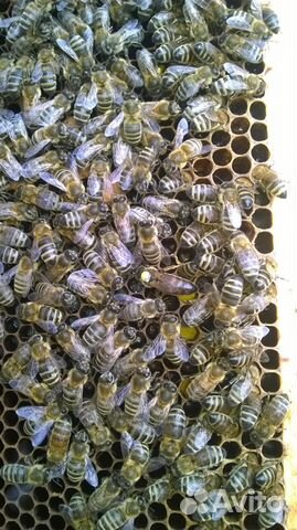 Пчелы бакфаст