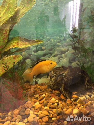 Рыбки Елошки