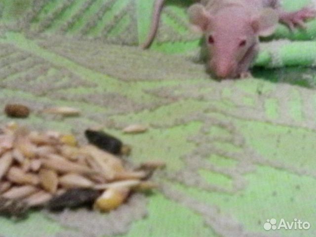 Ростовский Питомник декоративных грызунов