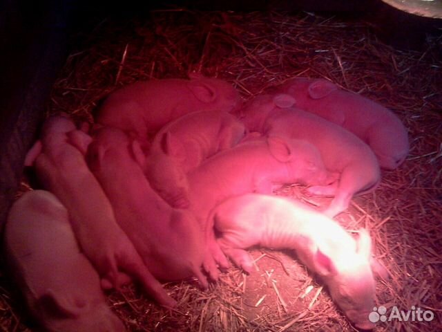 Продам поросят