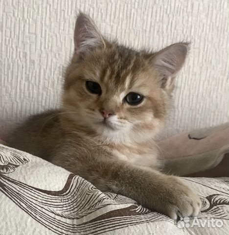 Золотой британчик