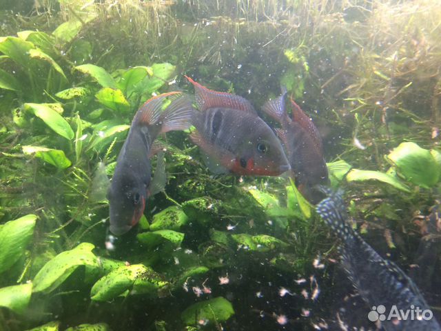 Рыба цихлозомы меека