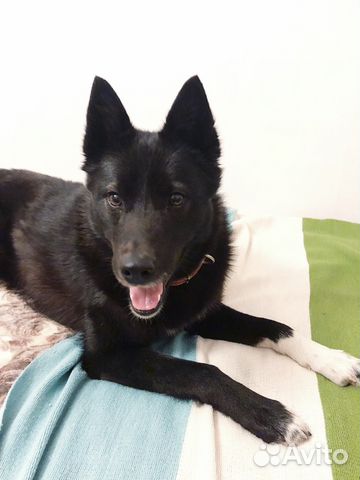 Щенок вундеркинд (метис лайки) 1-1,5 года