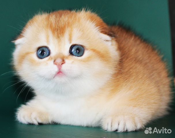 Вислоухие котята эксклюзивного окраса