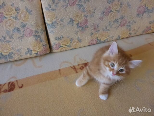 Продам котика курильского бобтейла