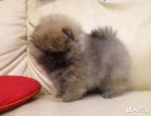 Медвежьего типа красотка