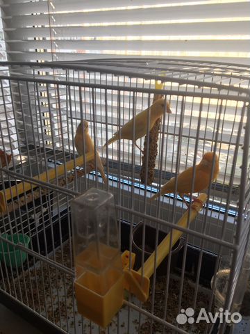 Канарейки молодые