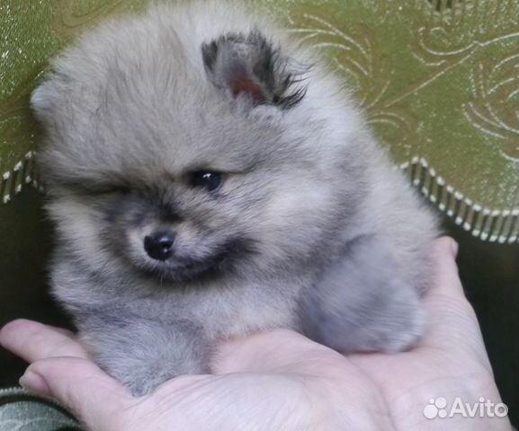Супер мини,померанские шпицы,цвергшпиц