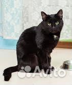 Чёрная кошечка ждёт хозяев