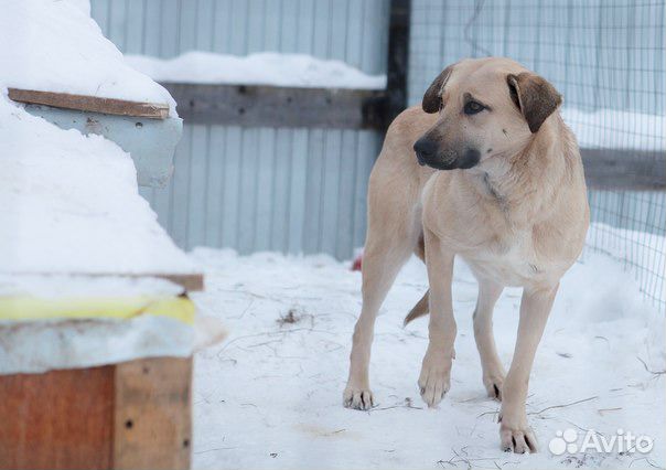Симпатичная Лейла ищет дом