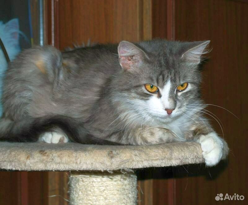 Пушистая кошечка Нэнси в добрые руки