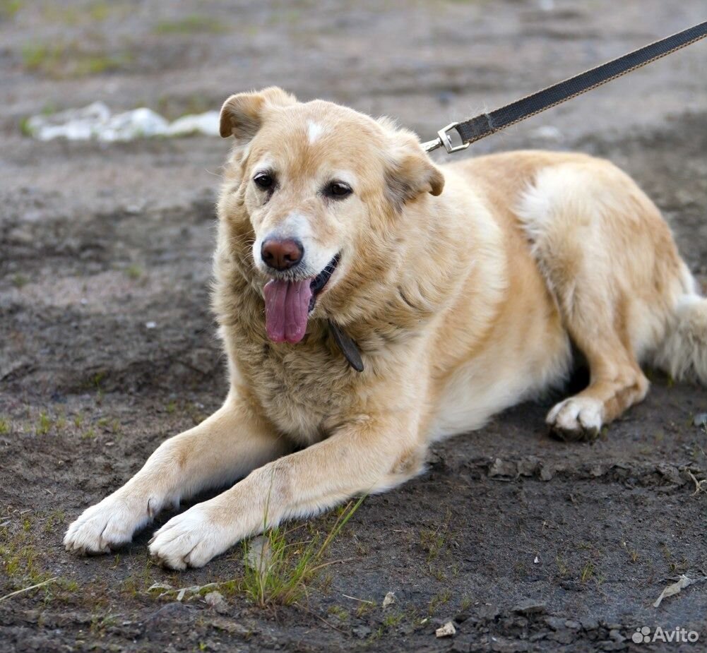Бублик. Собака одного хозяина