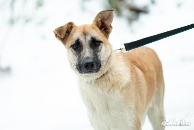 Обоятельная Сальма в добрые руки