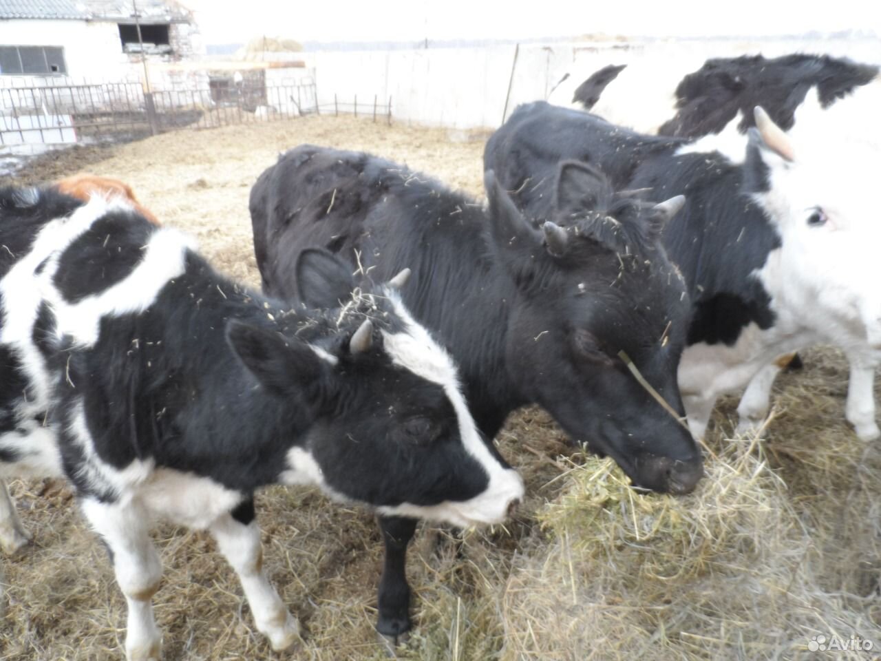 Кфх продает Телочек 6 шт
