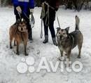 Сестрёнки Тася и Бася ищут дом