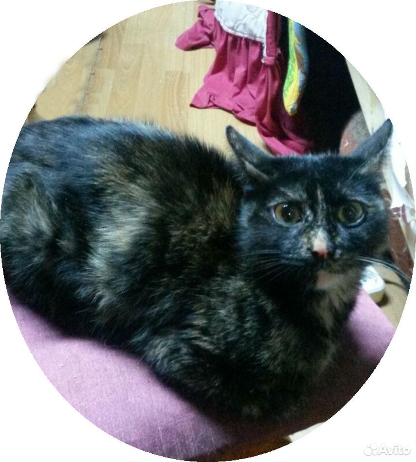 Роскошная, "черепашка" девочка Ширли в добрые руки