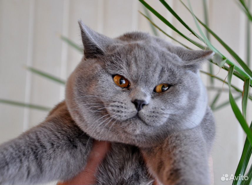 Котик 2 месяца - супер плюшевый
