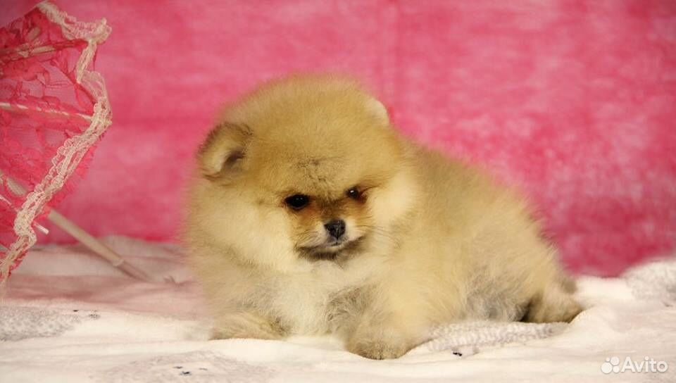 Шпицы Мишки Малышки