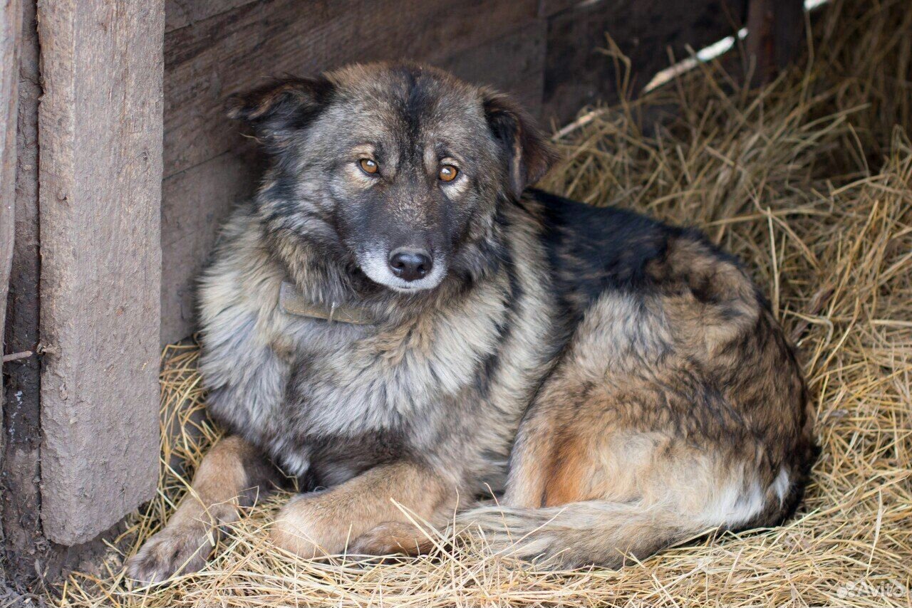 Собака ищет Человека