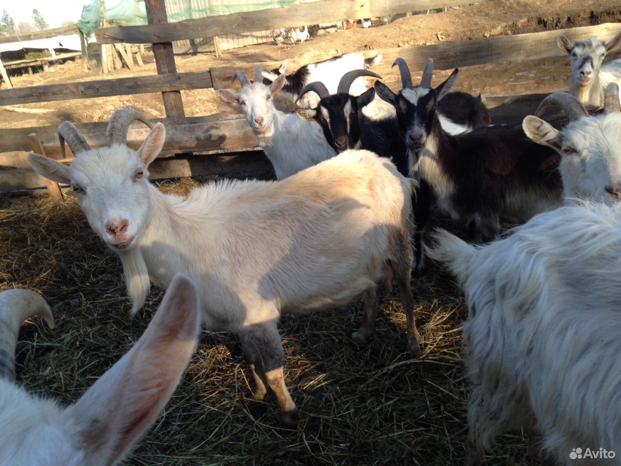 Дойные козы, козлята