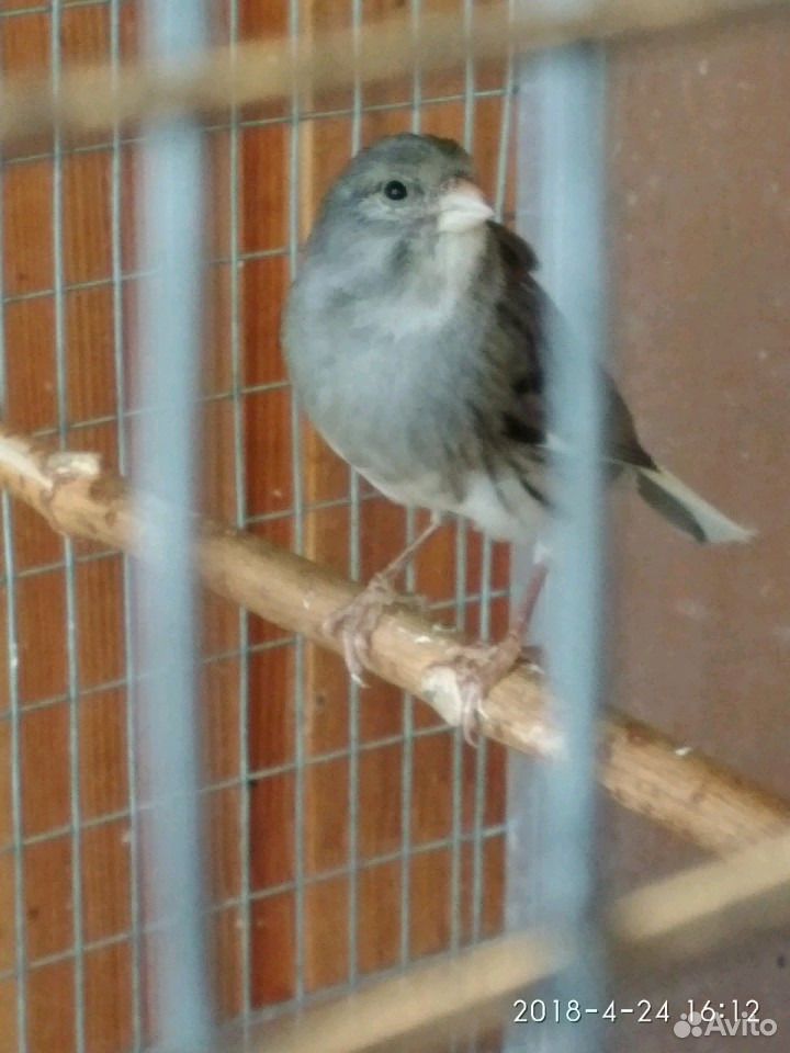 Кенара и канарейки