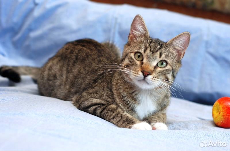 Кеша - ну очень милый полосатик, 10 мес