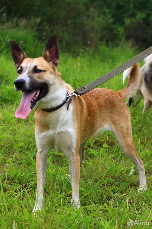 Ежик ищет дом