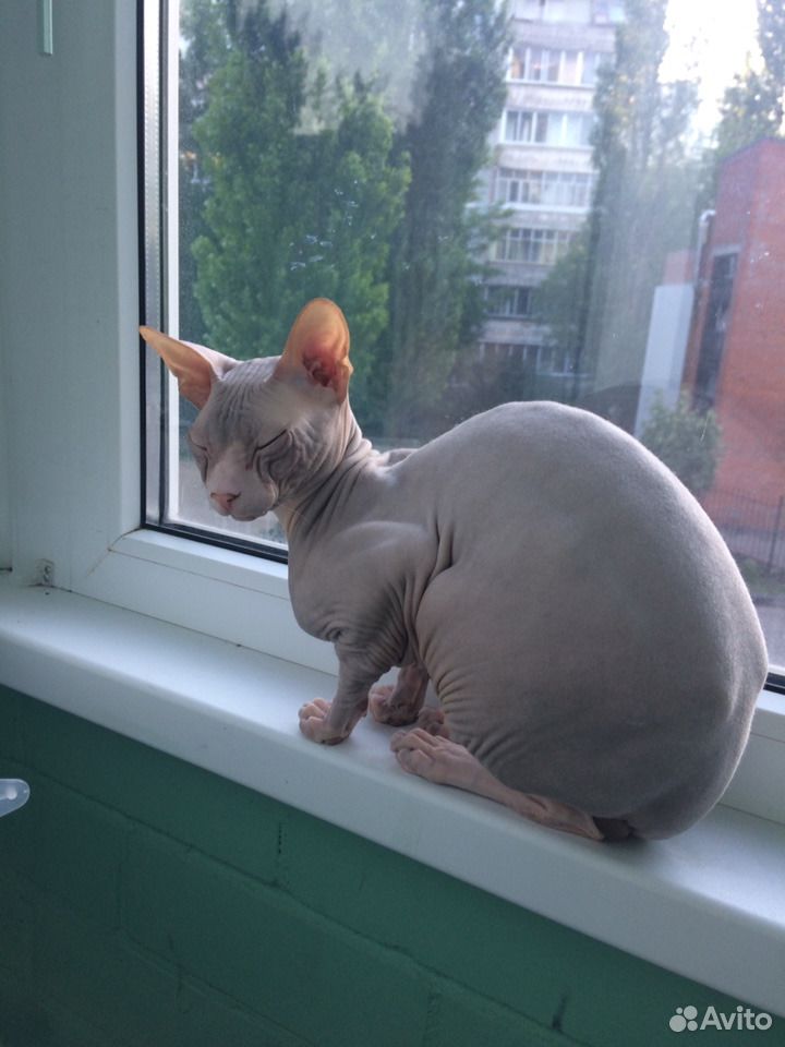 Кот для вязки