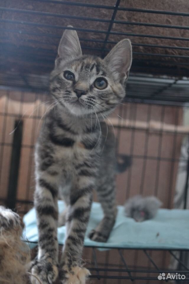 Котенок Маргоша 5 мес