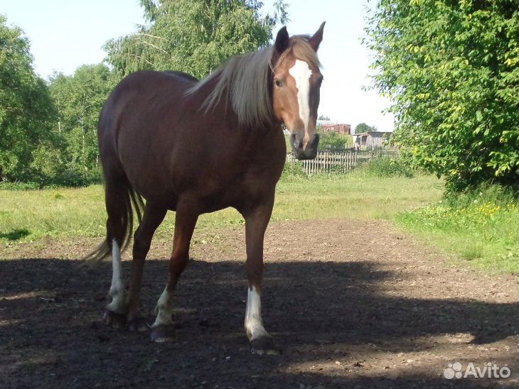 Рыжая кобыла