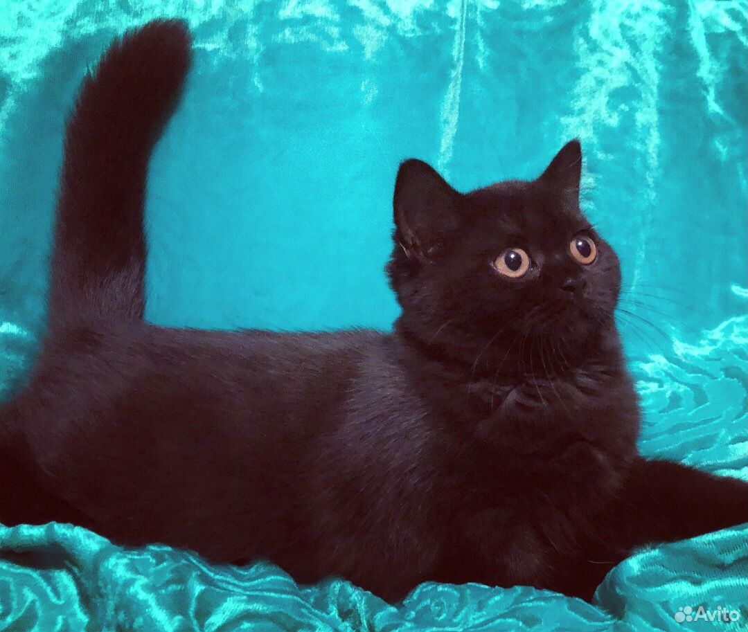 Домашняя пантера