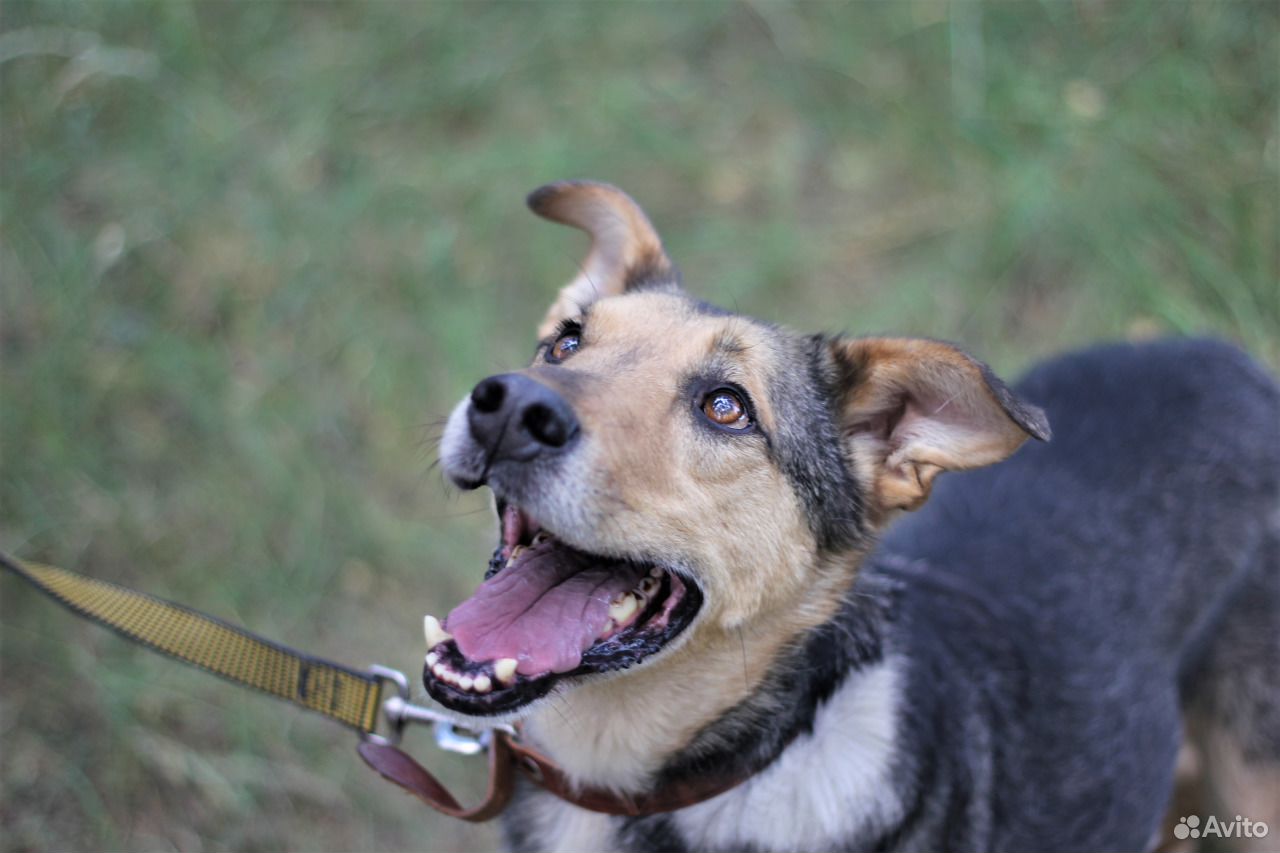 Отдам даром в добрые руки Стенли Брамса