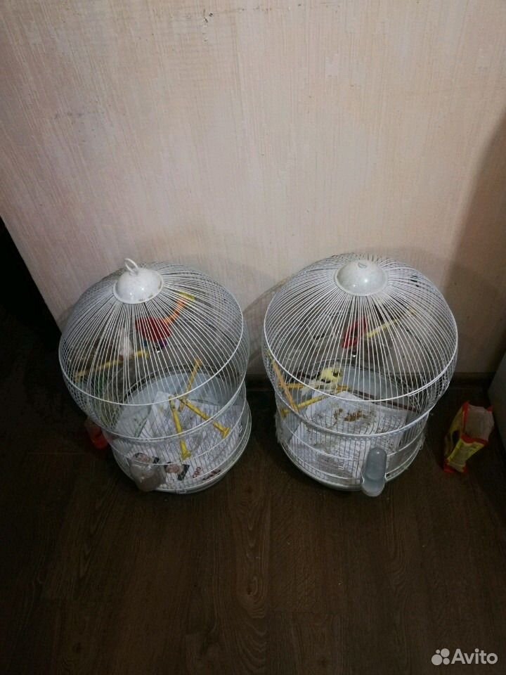 Канарейки