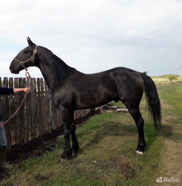 Чистокровный жеребец орловской породы