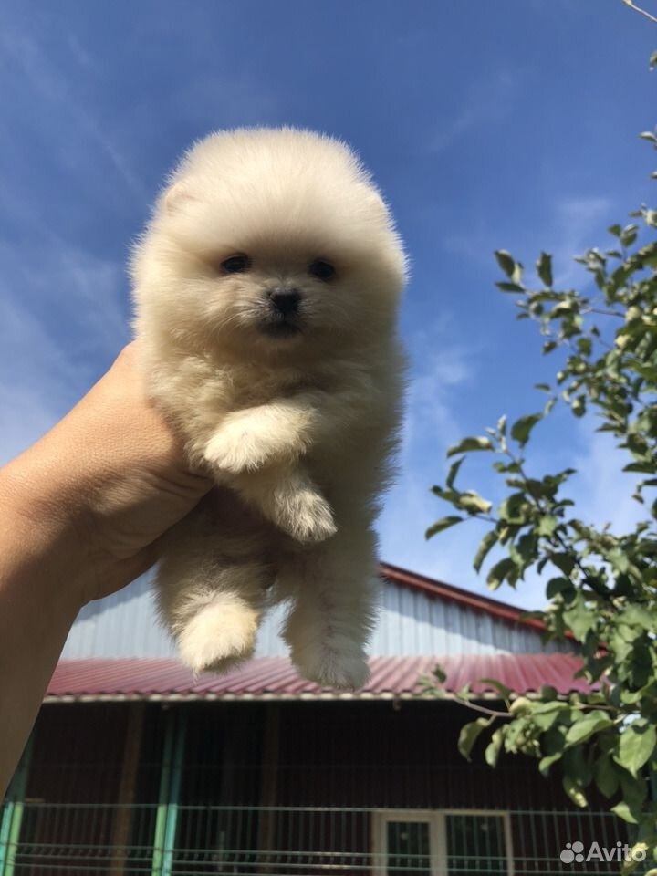 Шпиц девочка айс крем