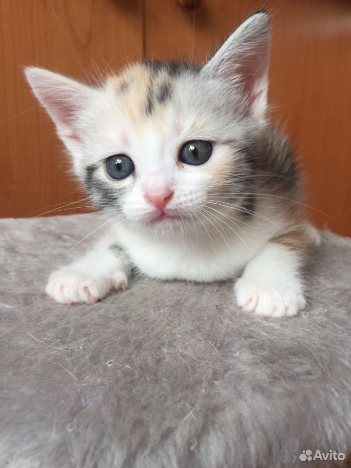 Отдам даром 2х кошечек