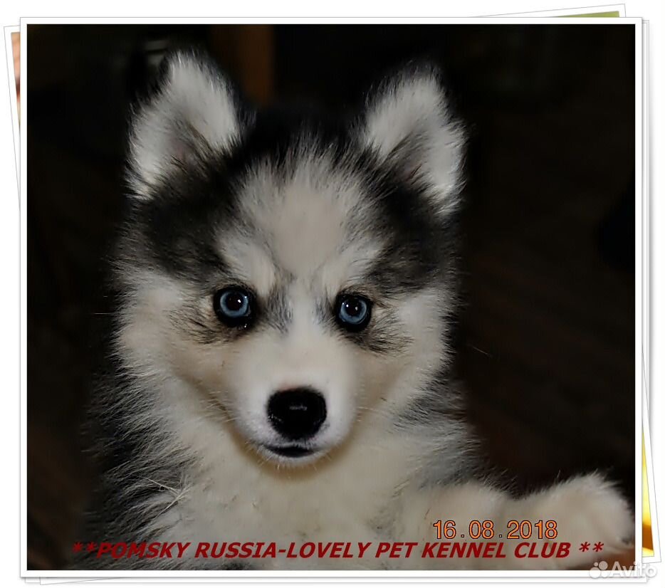 Помски мини хаски уникальный малыш