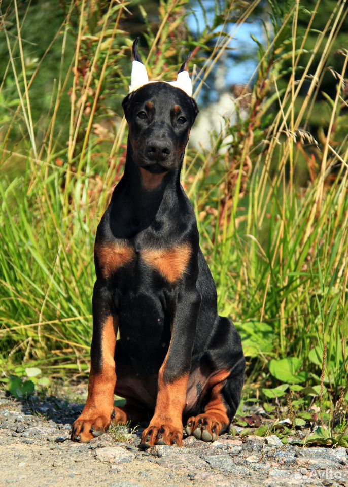 Отличная девочка добермана