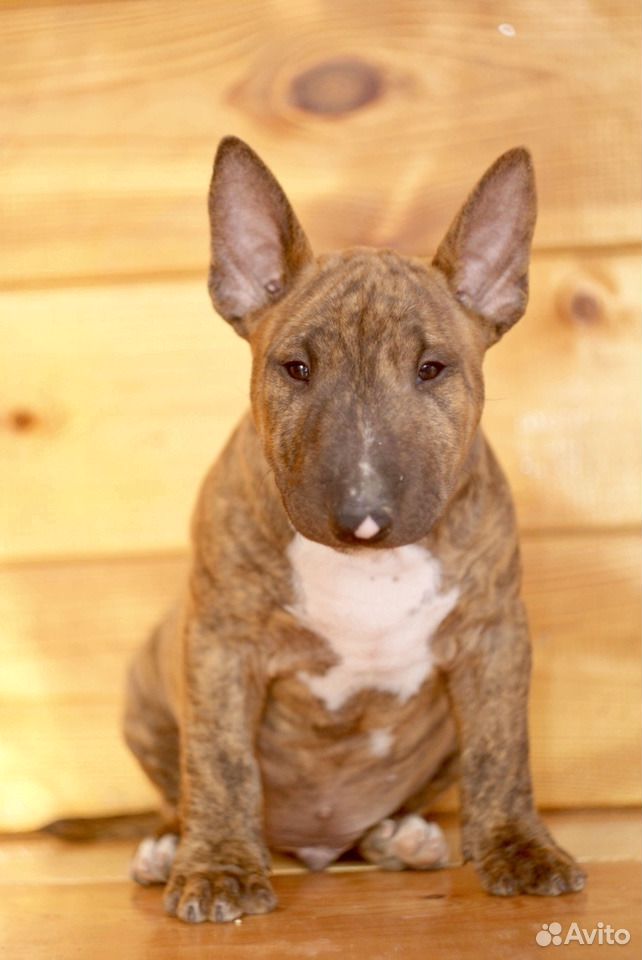 Мальчик миниатюрного бультерьера