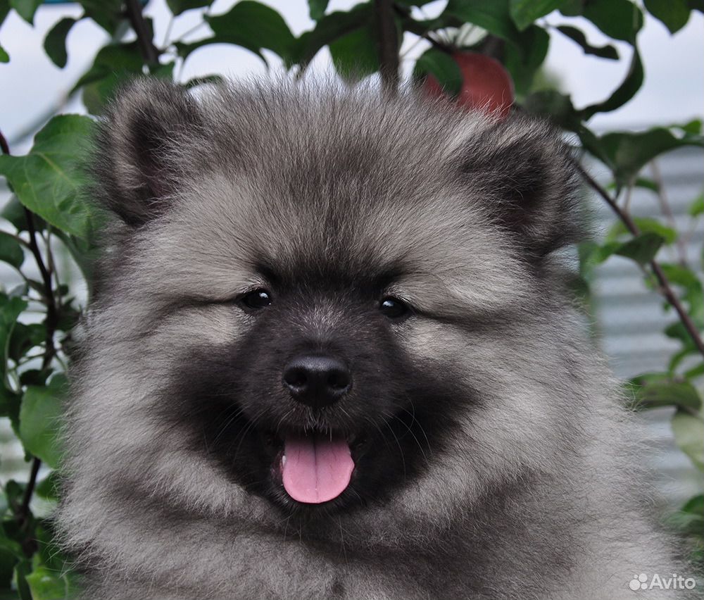 Топовые щенки кеесхонда п-ка "из Мирашела"