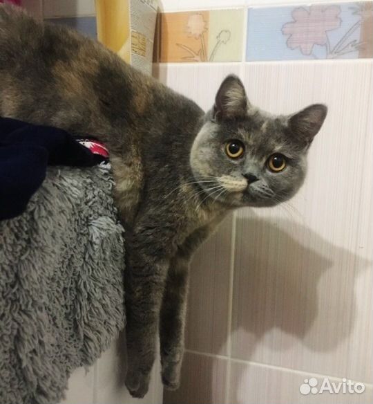 Британская кошечка по кличке Груша