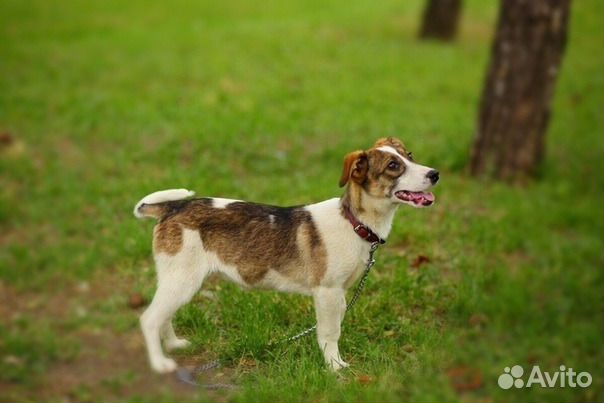 Ищет дом щенок не крупной собачки Одри