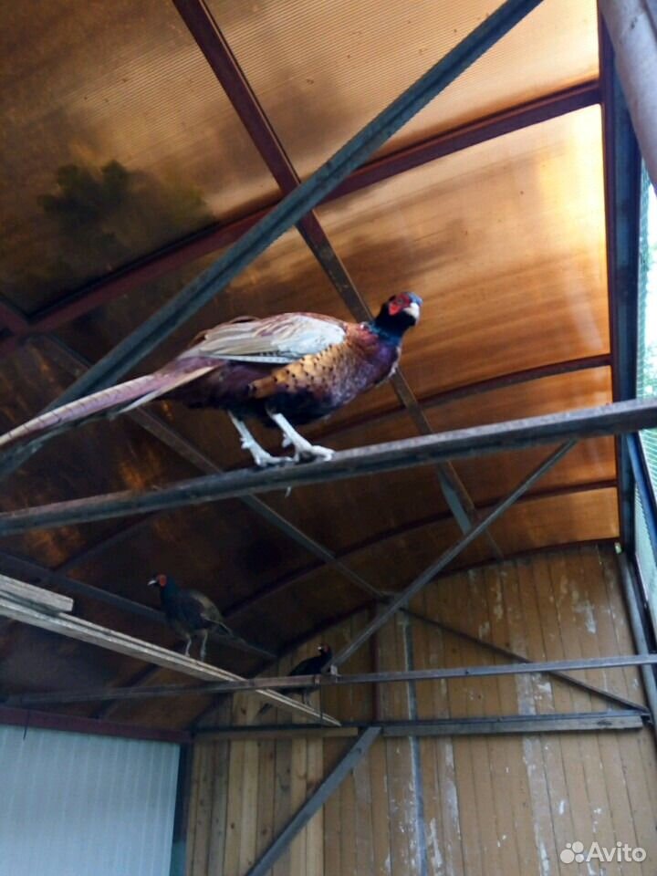 Фазан охотничий