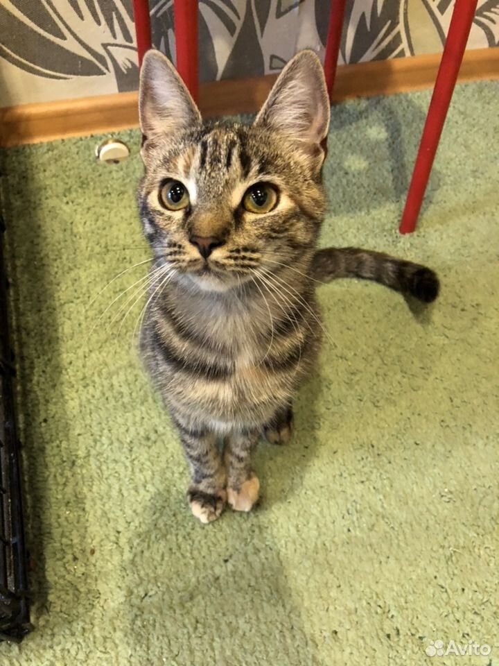 Кошка Марго 6 мес