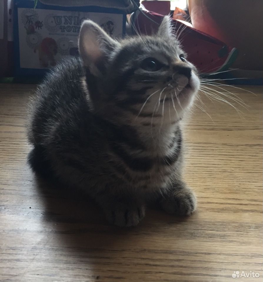 Котёнок(мальчик)