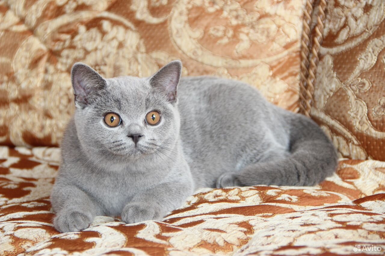Британские котята