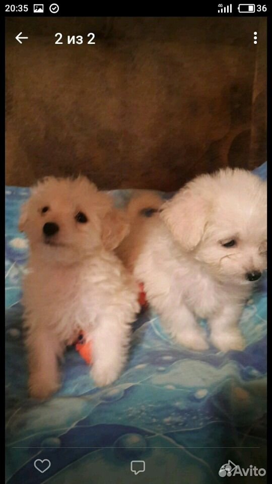 Прекрасные малыши