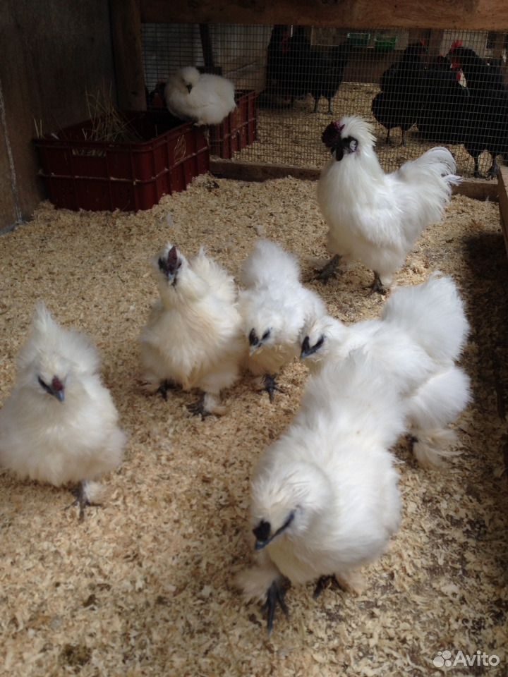 Китайские Шёлковые Аборигены и Карлики